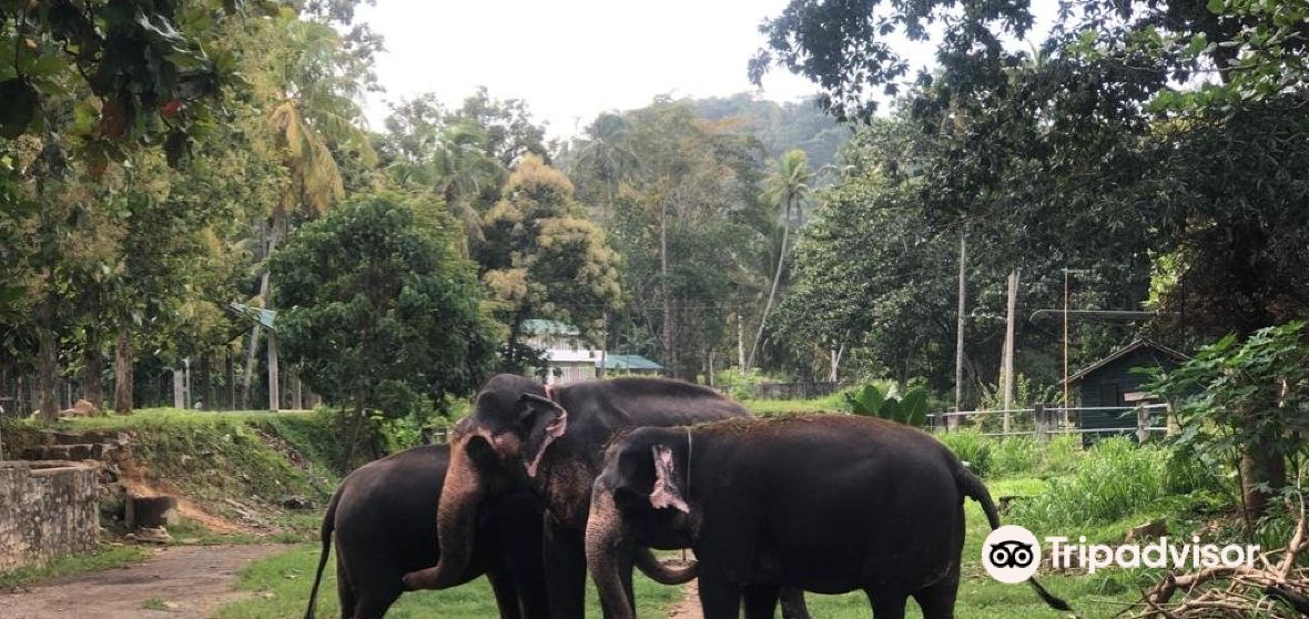 Things to Do in Kegalle in 2024 - Top Attractions, Local Food, Hotels ...