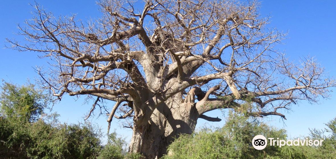 Things to Do in Tsumkwe in 2024 - Top Attractions, Local Food, Hotels ...