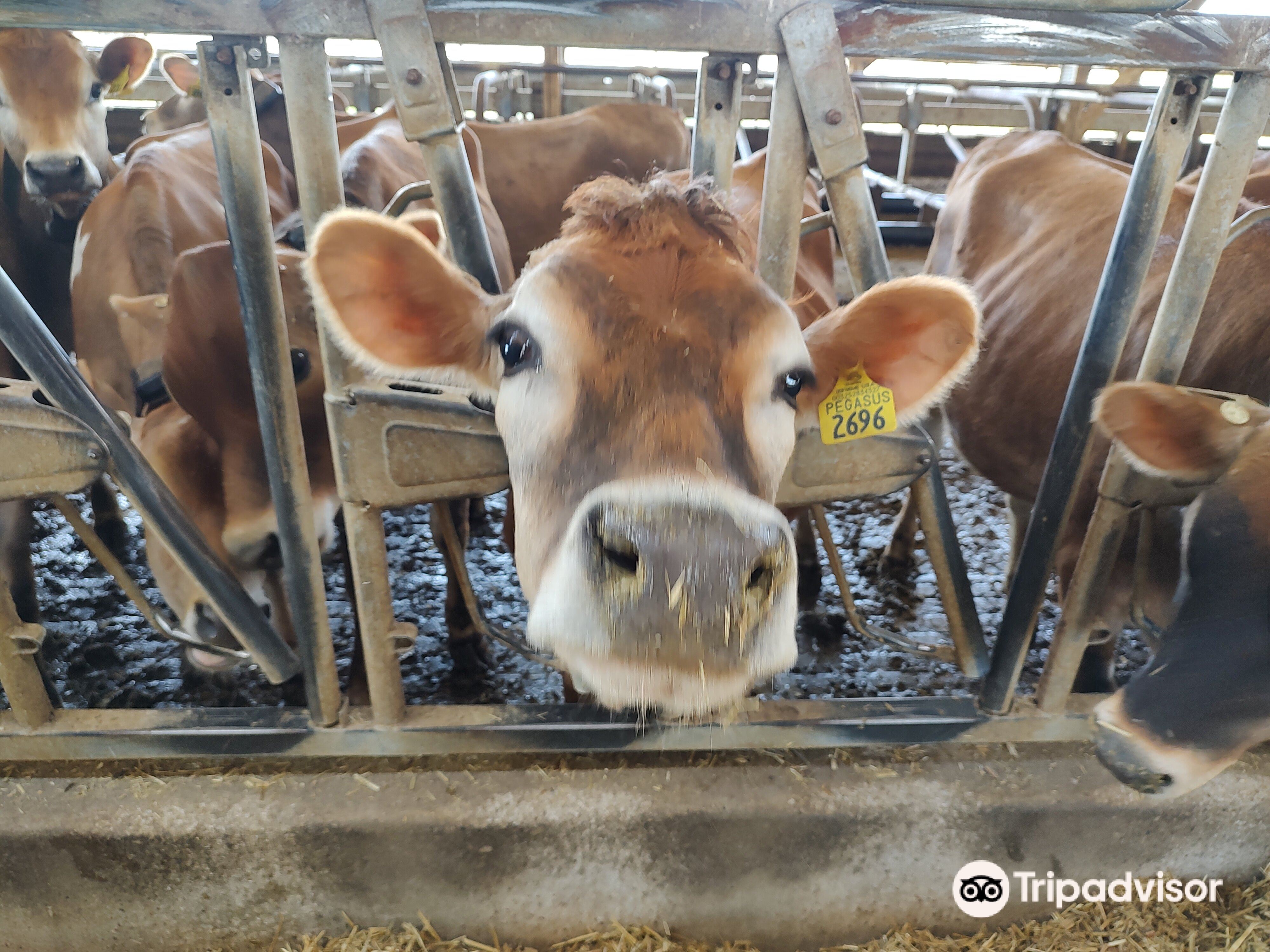 Cinnamon Ridge Dairy Farms Tickets [2025] - Promos, Prices, Reviews ...