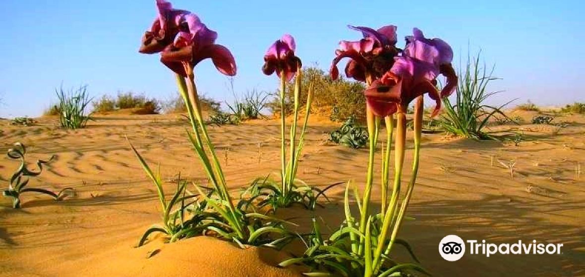 Things to Do in Springbok in 2024 - Top Attractions, Local Food, Hotels ...