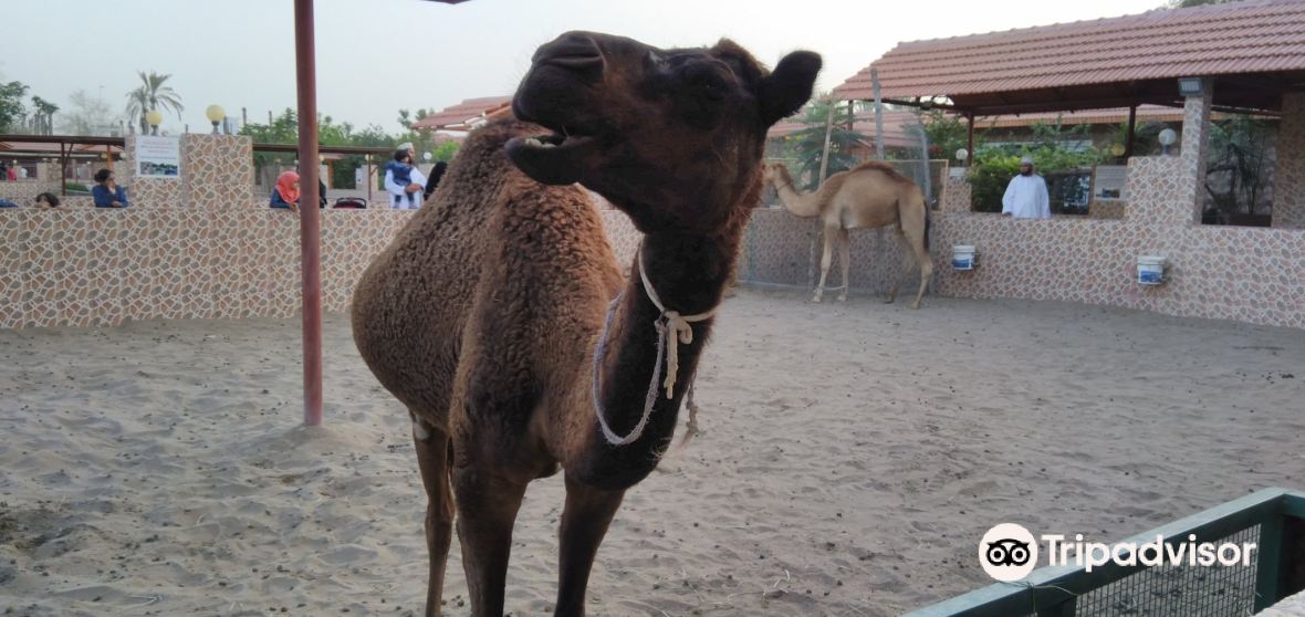 Things to Do in Barka in 2024 - Top Attractions, Local Food, Hotels ...