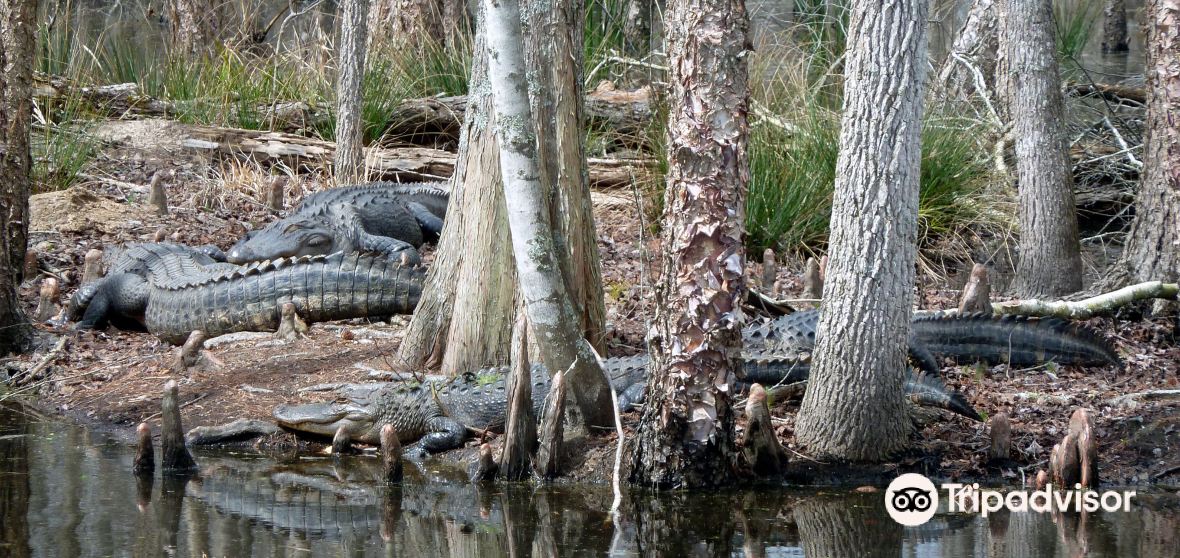 Things to Do in Summerton in 2024 - Top Attractions, Local Food, Hotels ...