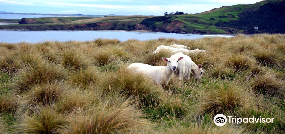 Slope Point Travel Guide 2024 - Things to Do, What To Eat & Tips | Trip.com