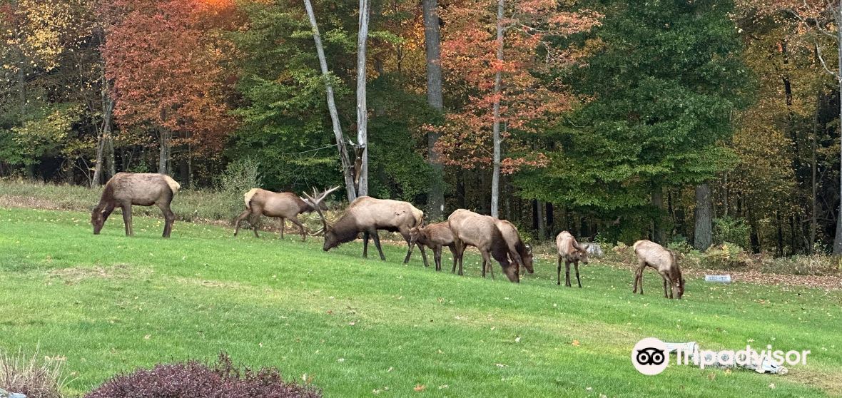 Things to Do in Benezette Township in 2024 - Top Attractions, Local ...