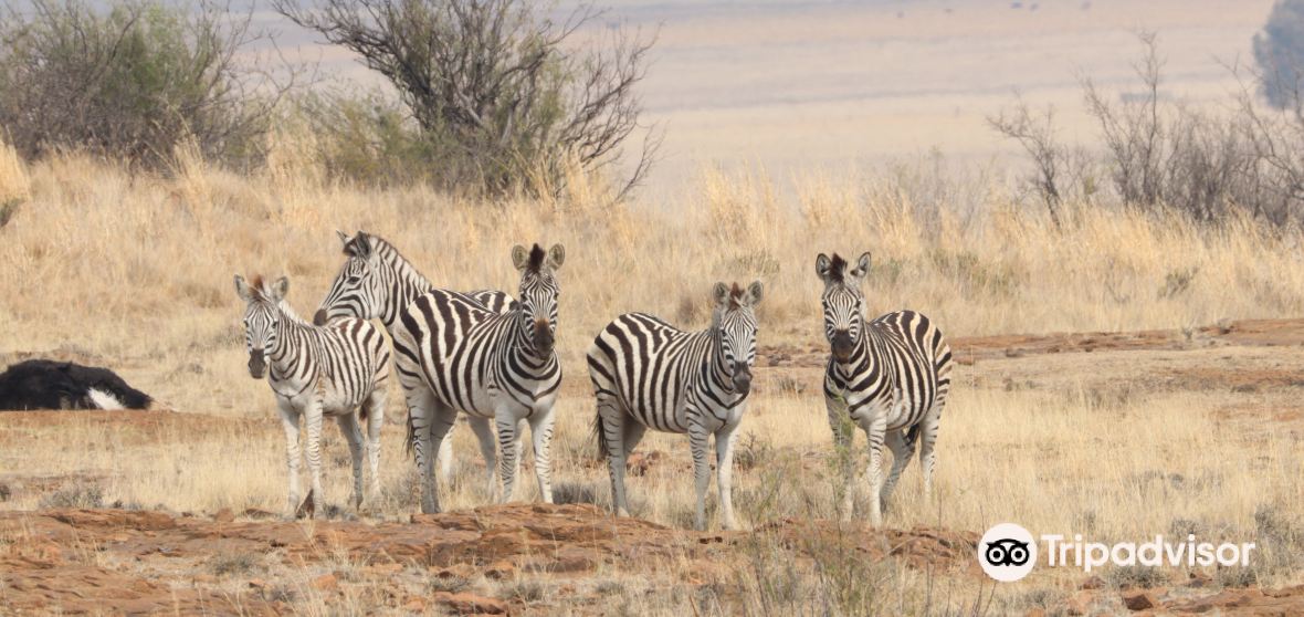 Ventersburg Travel Guide 2026: Top Attractions, Things to Do & Deals ...