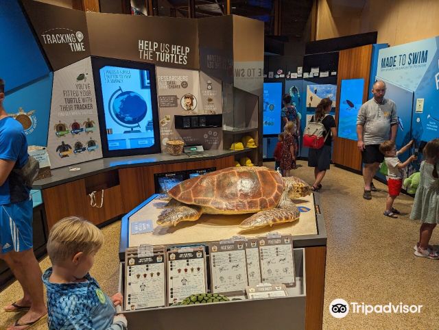 Mon Repos Turtle Centre門票【2026】- 預約、開放時間、評論及資訊 | Trip.com