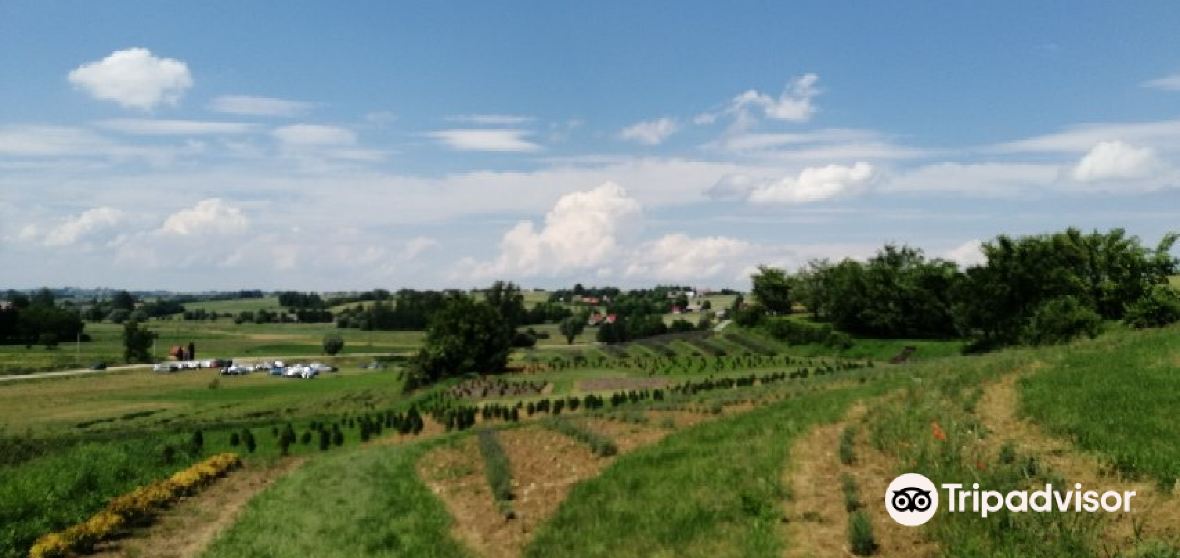 Things to Do in Proszowice County in 2025 - Top Attractions, Local Food ...