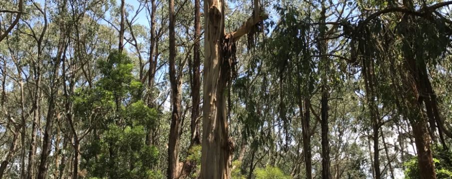 Yinnar South Travel Guide 2026: Top Attractions, Things to Do & Deals ...