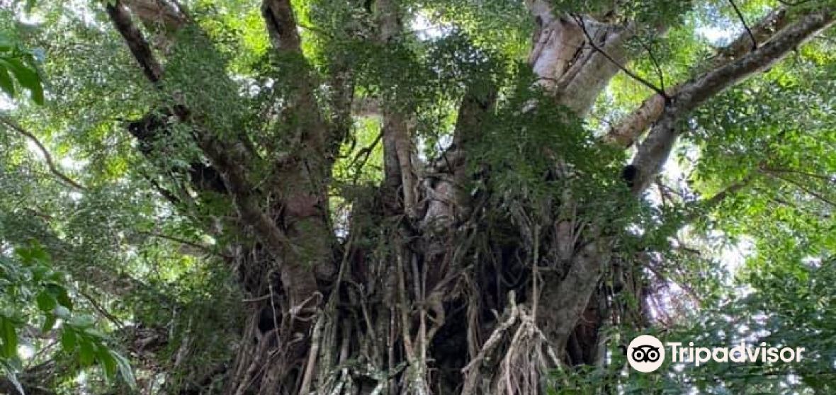 Things to Do in Maria Aurora in 2024 - Top Attractions, Local Food ...
