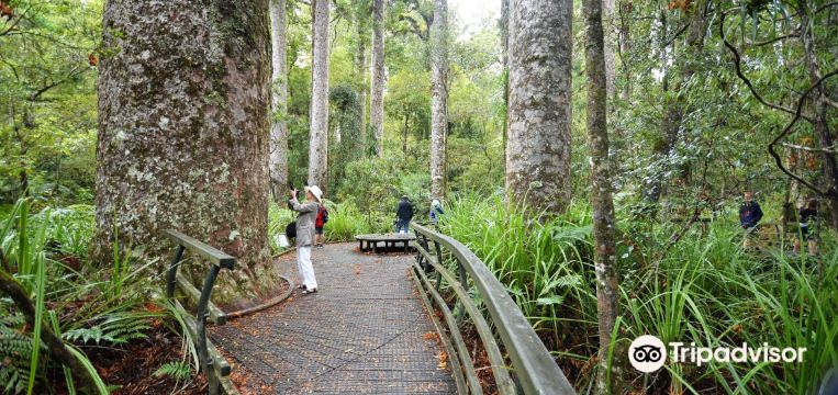 Puketi Forest Travel Guide 2026: Top Attractions, Things to Do & Deals ...