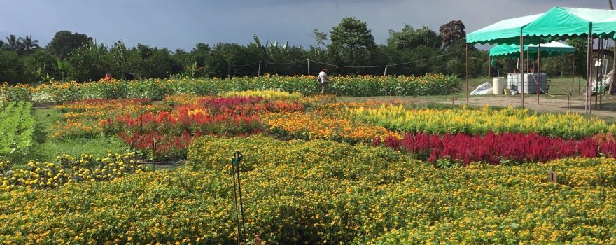 Things to Do in Tupi in 2024 - Top Attractions, Local Food, Hotels ...