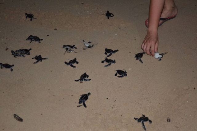 10 Best Beaches to See Sea Turtles in The World travel notes and guides ...