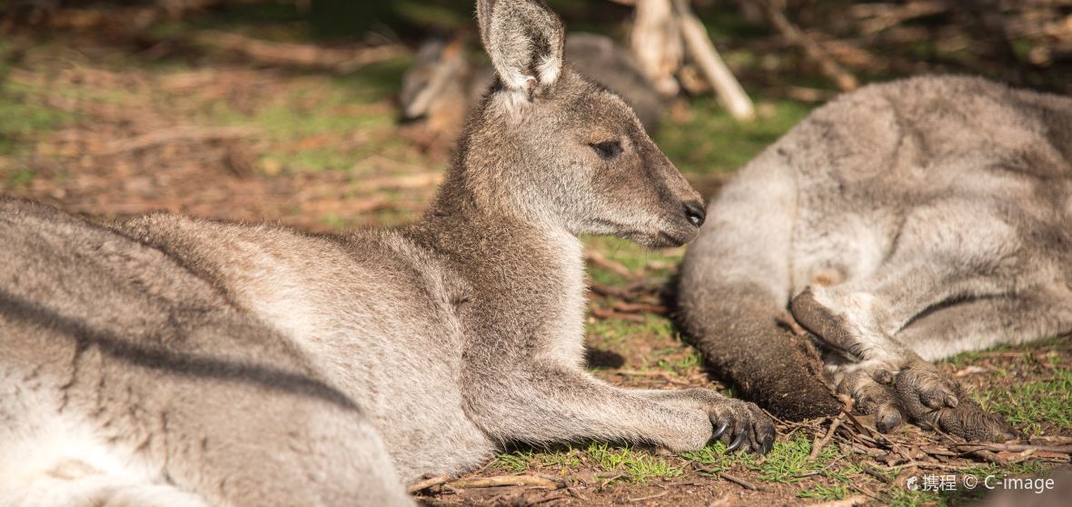 Things to Do in Pearcedale in 2024 - Top Attractions, Local Food ...