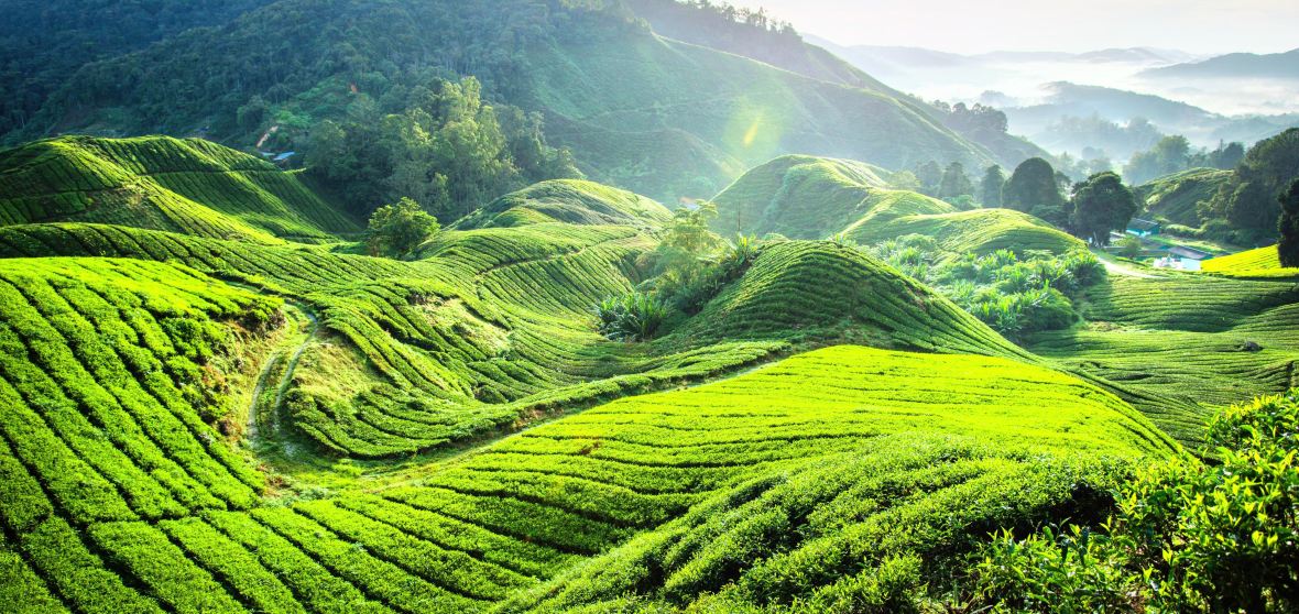 Ulu Telom Travel Guide 2024 - Things to Do, What To Eat & Tips | Trip.com