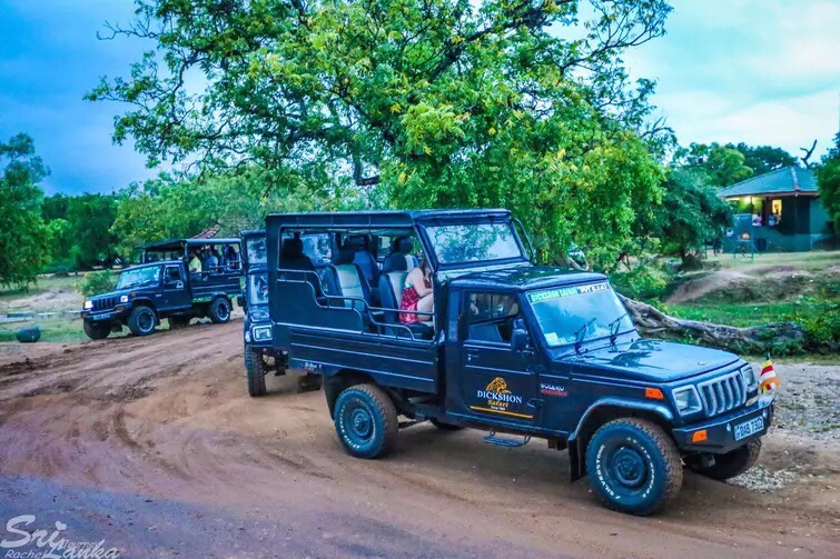 Yala National Park Travel Guide 2023 - Things to Do, What To Eat & Tips ...