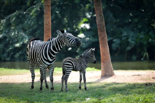 Chimelong Safari Park Guide: Facts and Useful Information travel notes ...