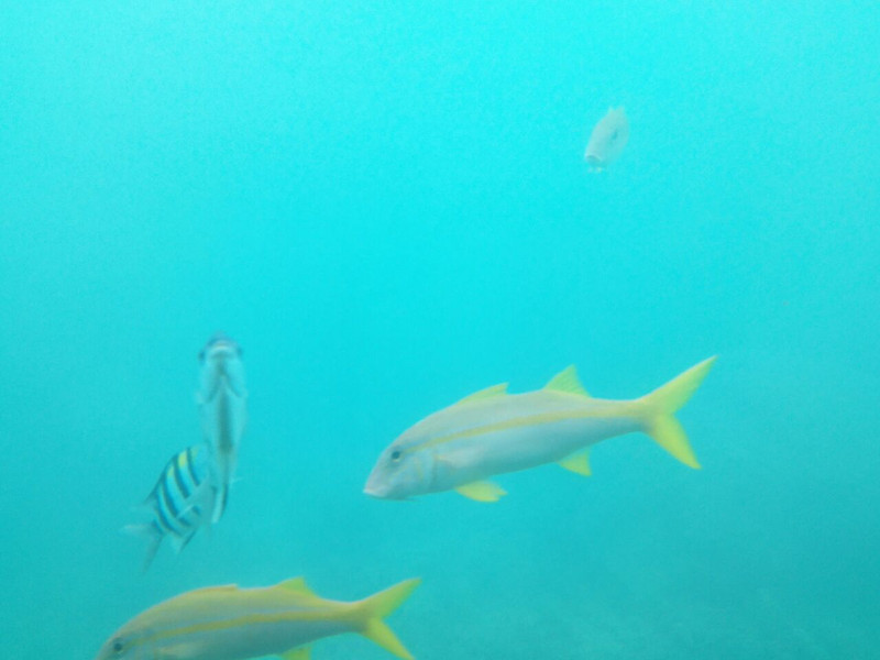 รีวิวที่เที่ยวนาโงะ - Busena Marine Park Underwater Observatory ...