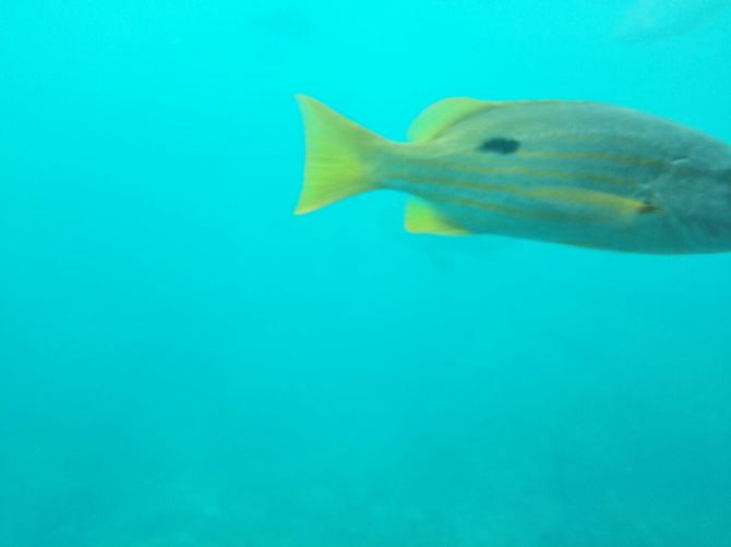 รีวิวที่เที่ยวนาโงะ - Busena Marine Park Underwater Observatory ...