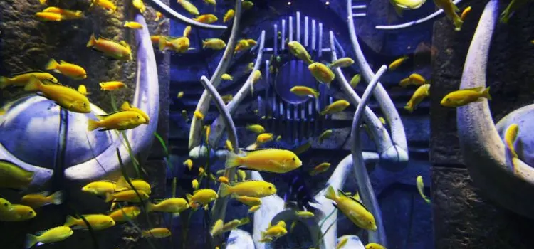 Jungle Island: Miami eco-adventure theme park like no other - Trip.com
