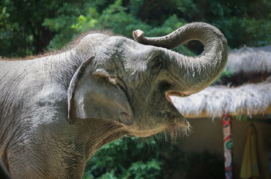Chimelong Safari Park Guide: Facts and Useful Information travel notes ...