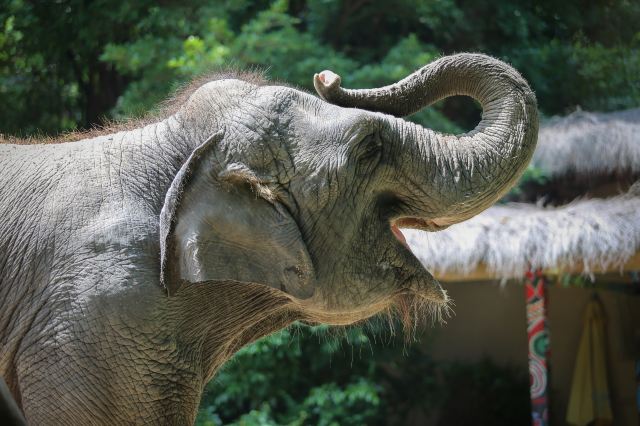 Chimelong Safari Park Guide: Facts and Useful Information travel notes ...