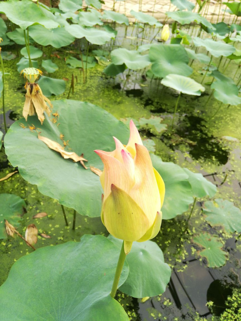 Lotus Flower Translate In Malaysia | Best Flower Site