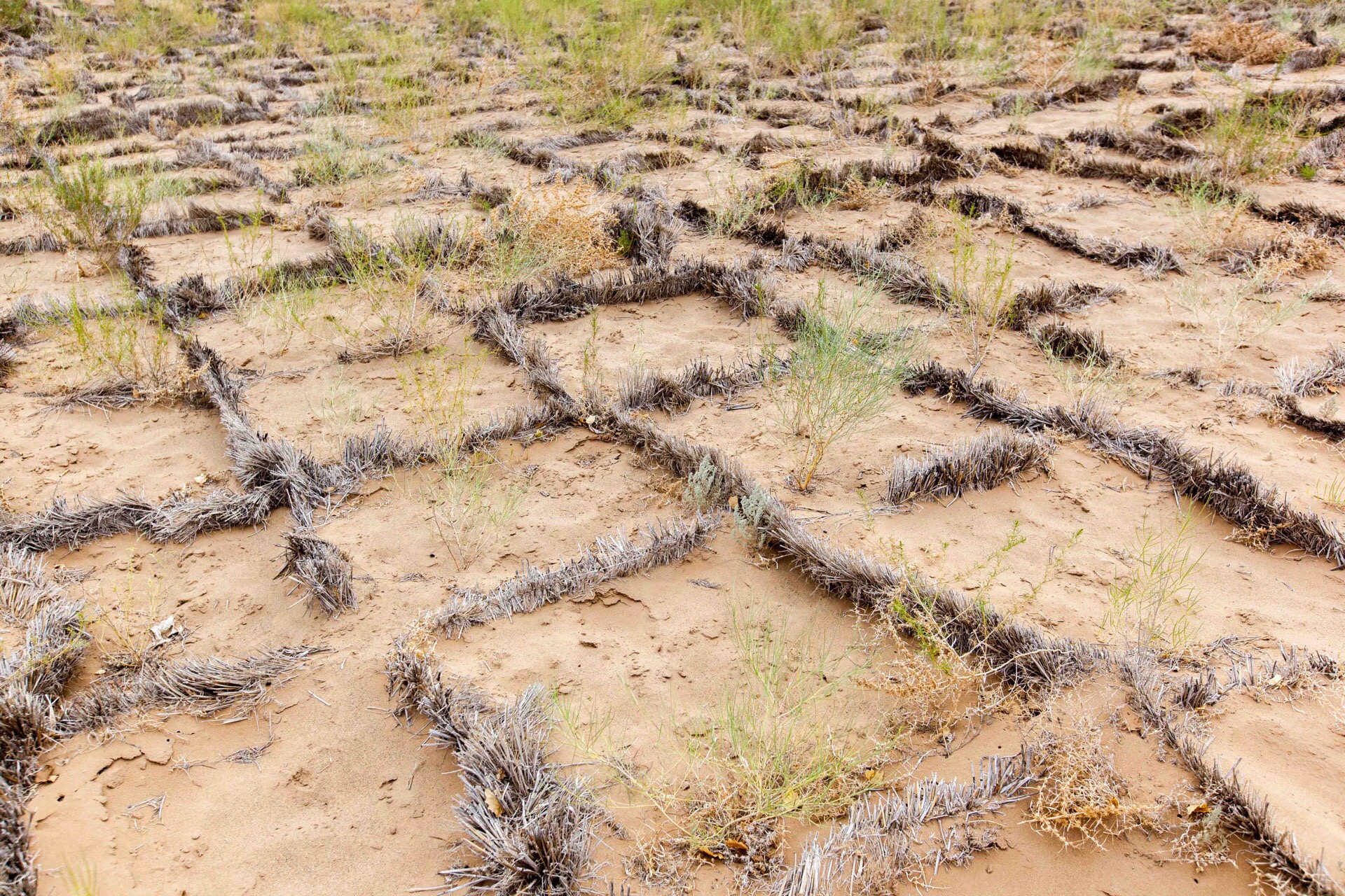 Ningxia Travel Guide 2023 - Things to Do, What To Eat & Tips | Trip.com