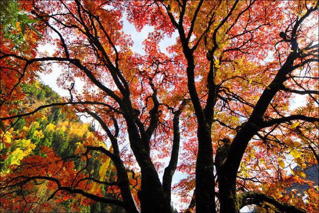 Touring Around Jiuzhaigou, Enjoying The Scenery Of West Sichuan In The ...