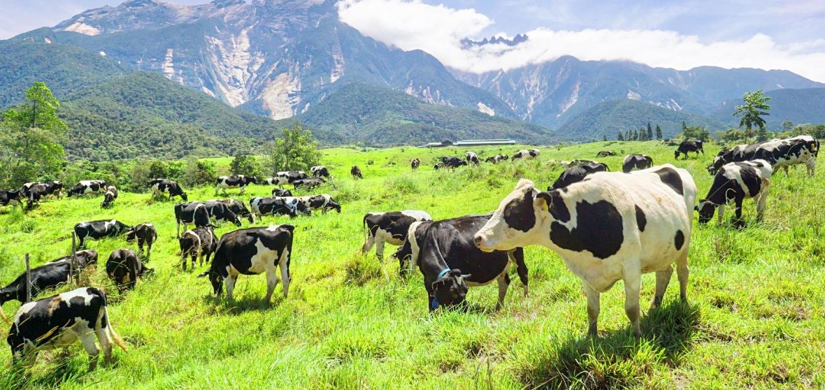 Things to Do in Kundasang in 2025 - Top Attractions, Local Food, Hotels ...