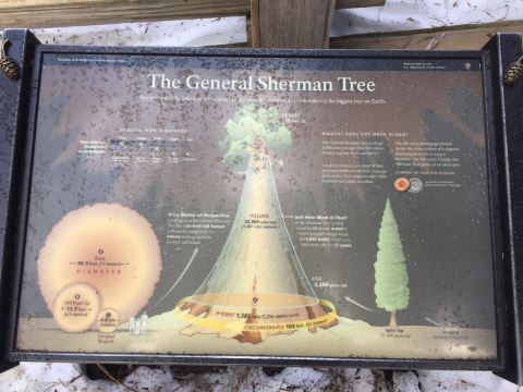 General Sherman Tree Comparison