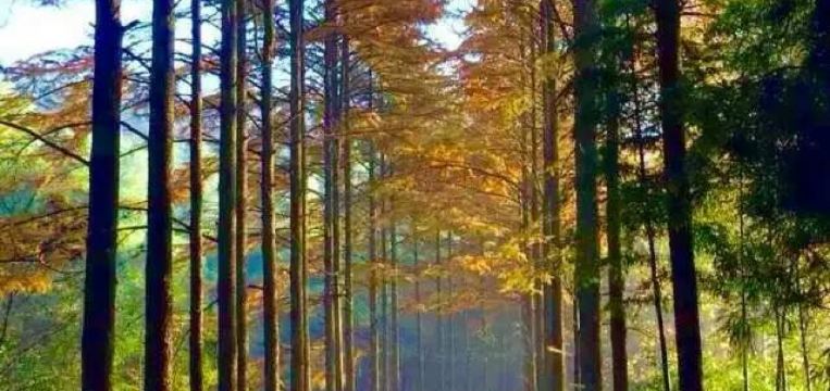 Moganshan National Park Travel Guide 2026: Top Attractions, Things to ...