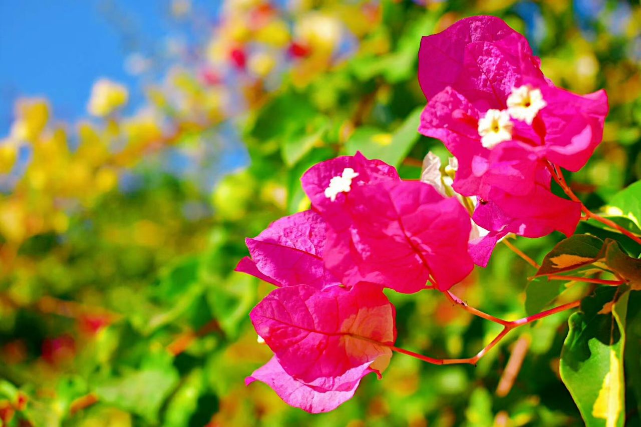 National Flower Of Guam | Best Flower Site