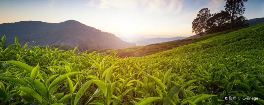 Ulu Telom Travel Guide 2024 - Things to Do, What To Eat & Tips | Trip.com