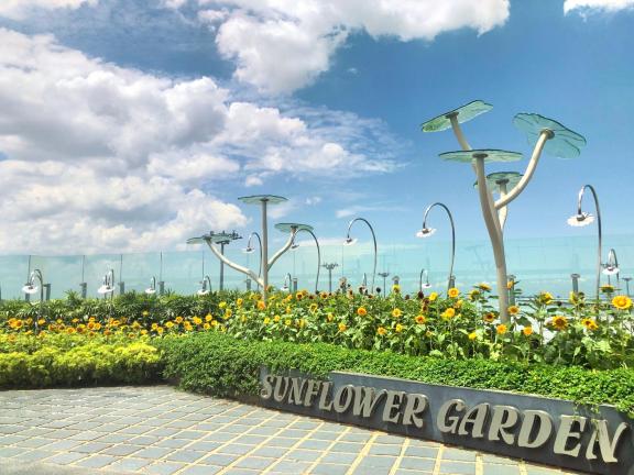 Sunflower Garden Changi Airport | Fasci Garden