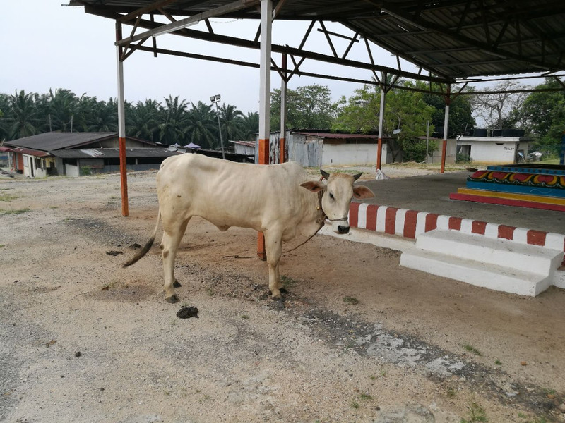 รีวิวที่เที่ยวBukit Rotan - Sri Shakit Temple | คู่มือท่องเที่ยวจาก ...