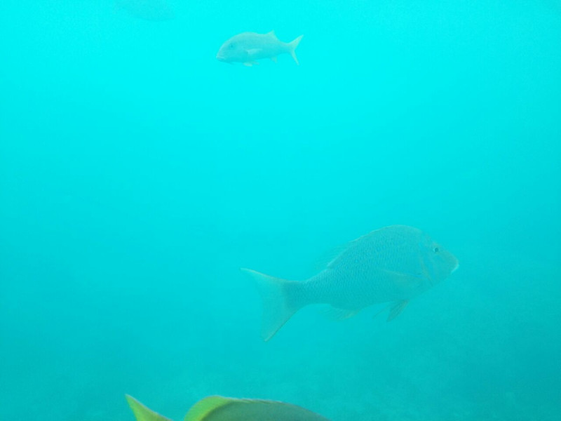 รีวิวที่เที่ยวนาโงะ - Busena Marine Park Underwater Observatory ...