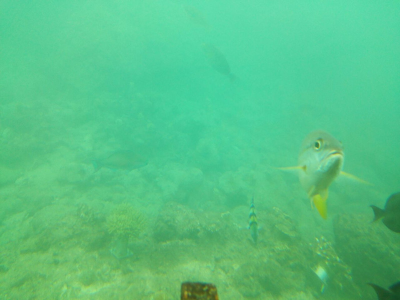 รีวิวที่เที่ยวนาโงะ - Busena Marine Park Underwater Observatory ...