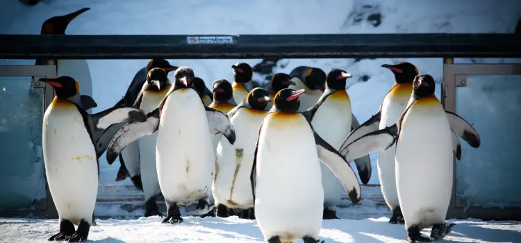 A Guide to the World's Top-10 Zoos travel notes and guides – Trip.com ...