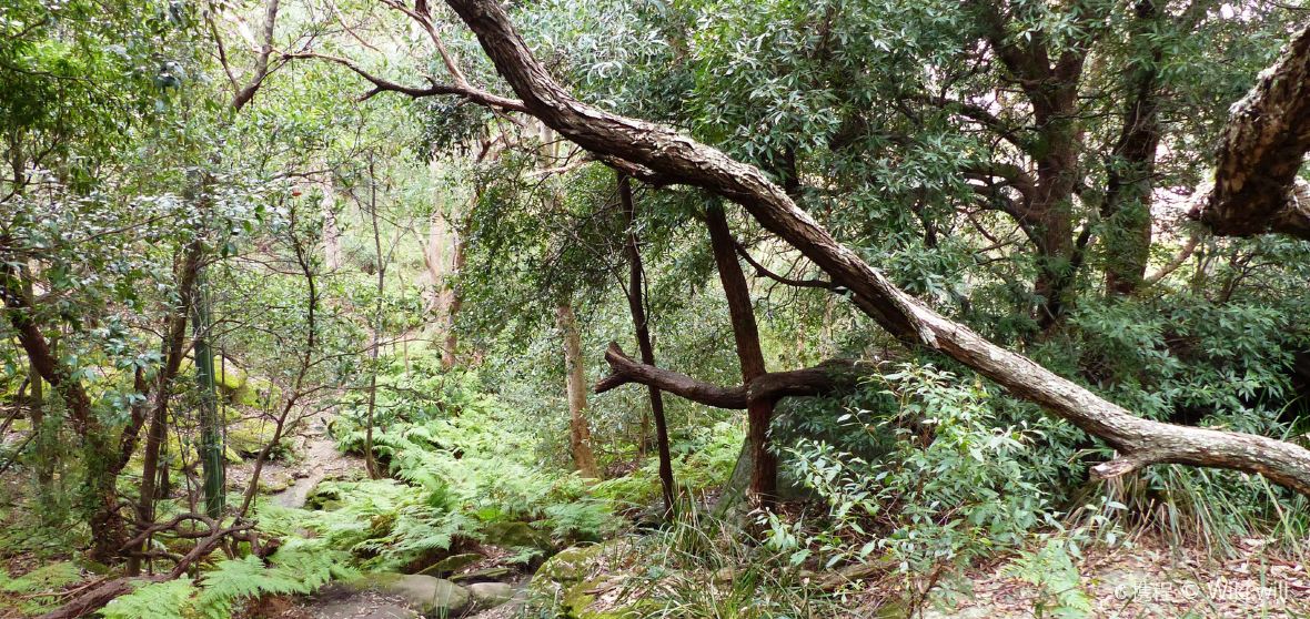 Fern Gully Travel Guide 2026: Top Attractions, Things to Do & Deals ...