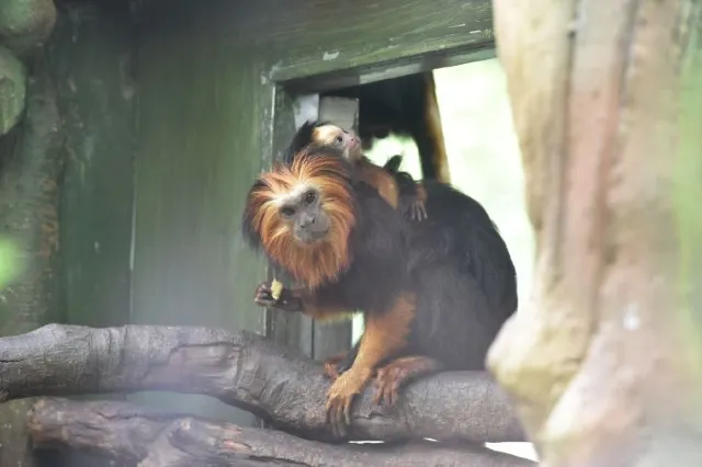 Everything you need to know about Miami zoo travel notes and guides ...