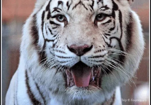 Guide to Big Cat Habitat and Gulf Coast Sanctuary travel notes and ...