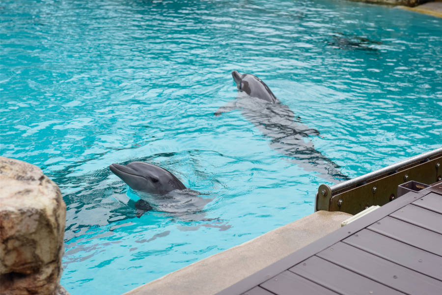 Dolphin Island Singapore