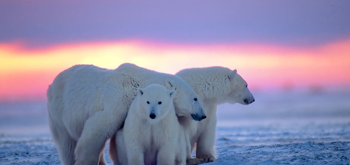 North Pole Travel Guide 2025: Top Attractions, Things to Do & Deals ...