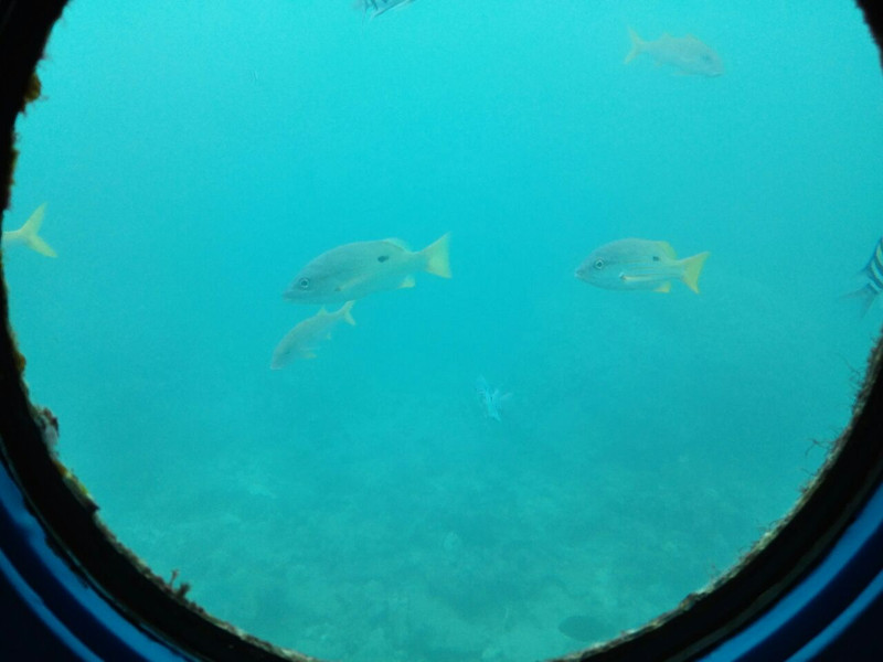 รีวิวที่เที่ยวนาโงะ - Busena Marine Park Underwater Observatory ...