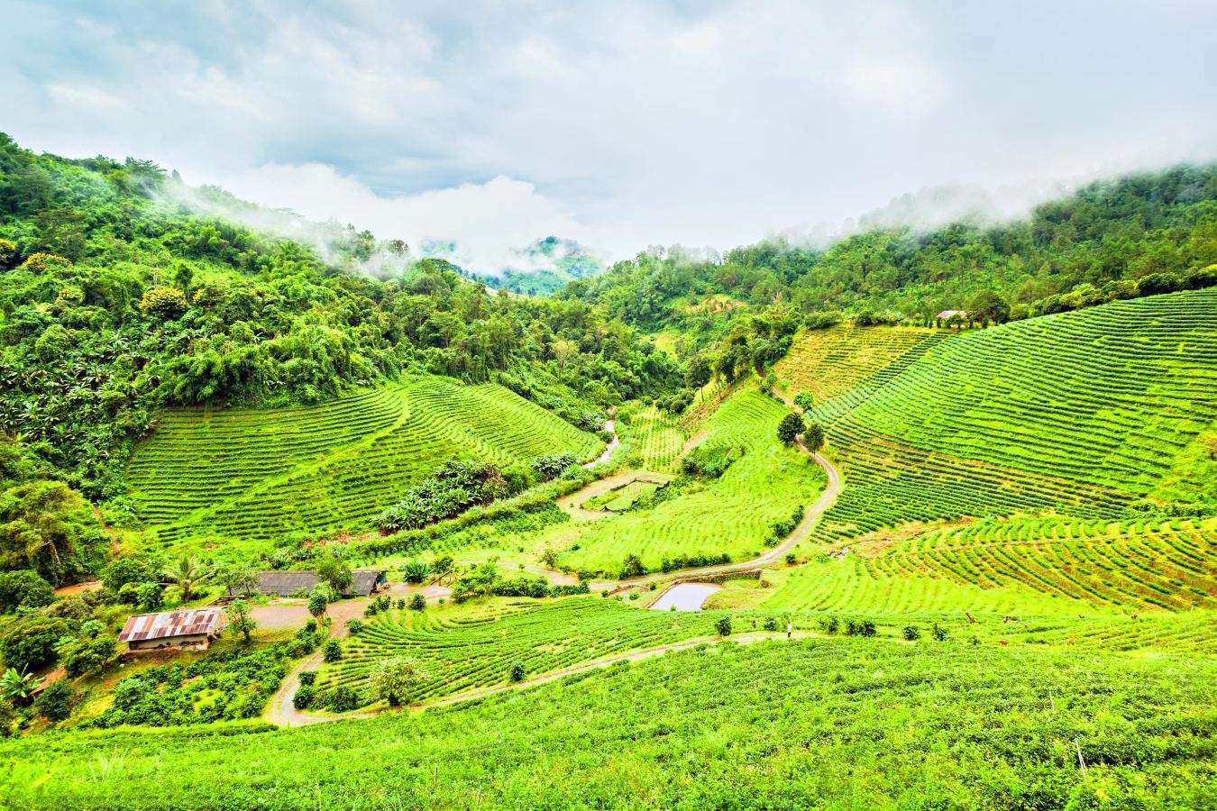 Closest Hotels Near Mae Salong Agricultural Tourism Place: The Giant ...