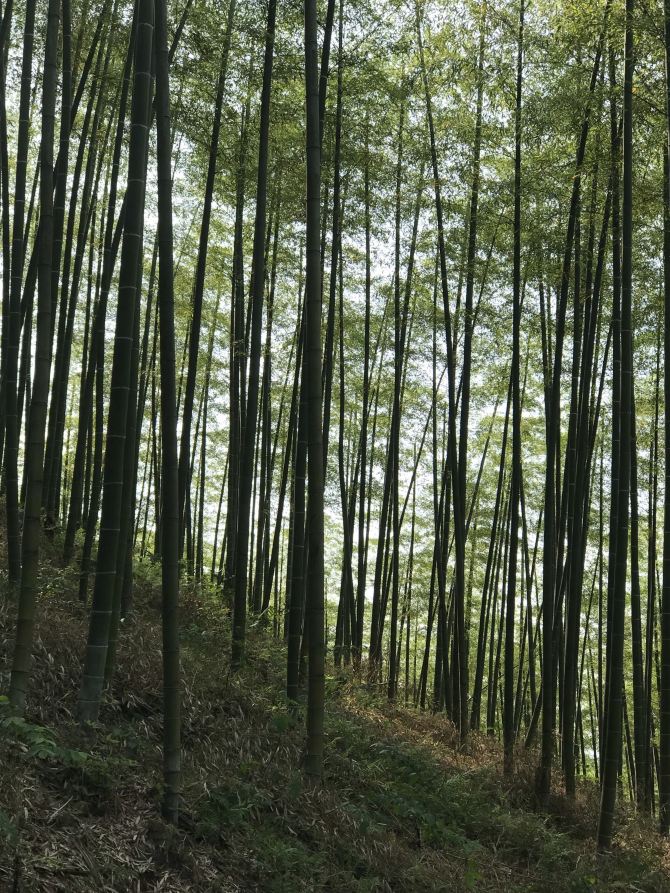 #moganshan is the perfect esca | Trip.com Mogan Mountain Travelogues