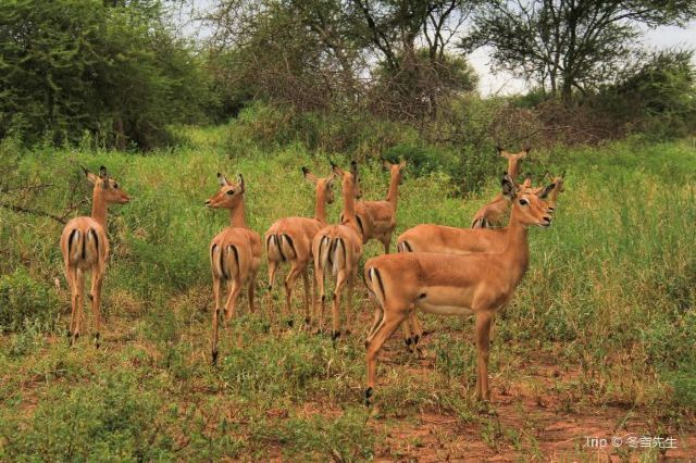 7 Endangered Species and where to find them travel notes and guides ...