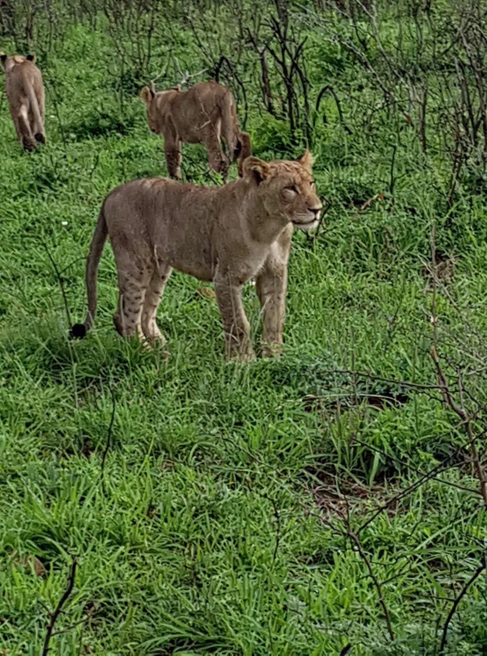 Pongola Travel Guide 2023 - Things to Do, What To Eat & Tips | Trip.com