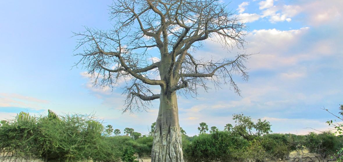 Things to do in Machinga (2025): Top nearby activities,popular ...