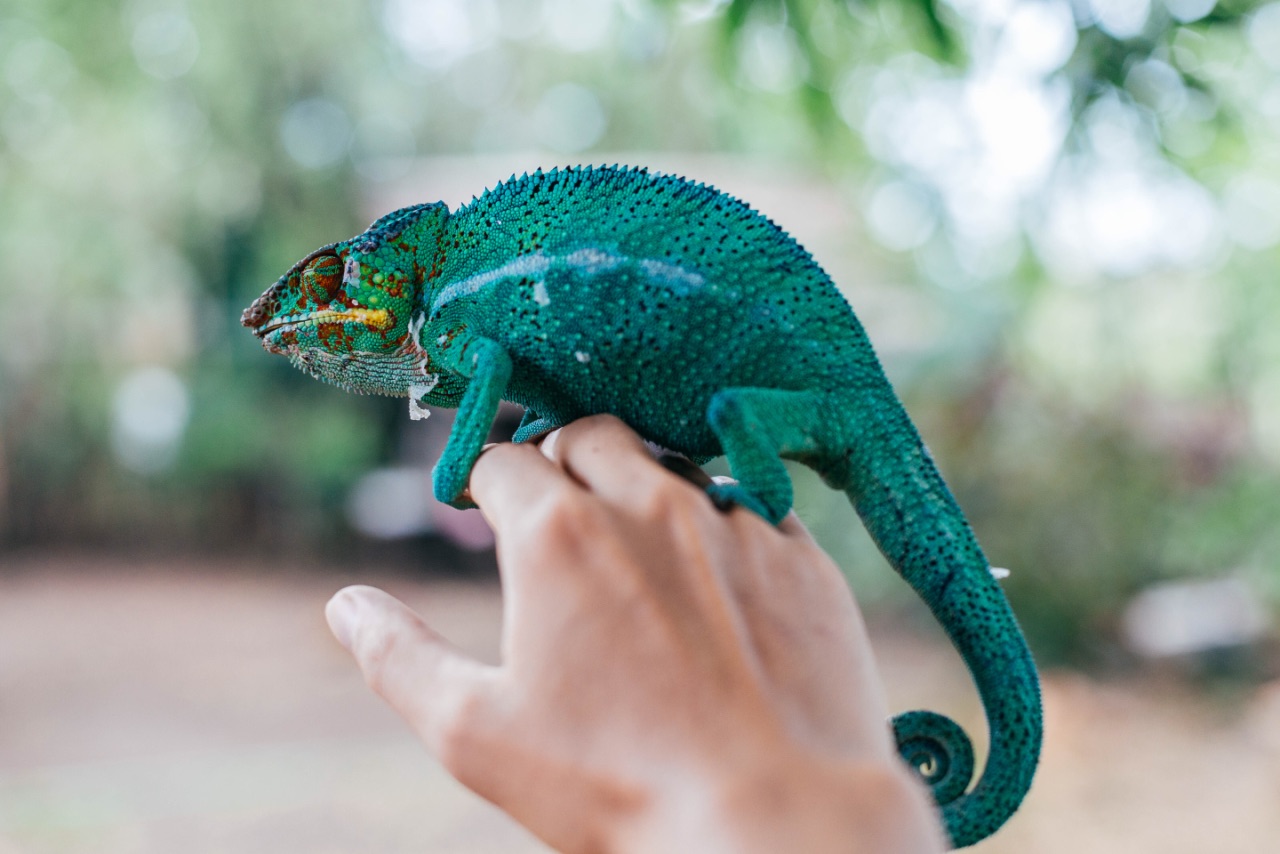 Nosy Be Travel Guide 2023 - Things to Do, What To Eat & Tips | Trip.com